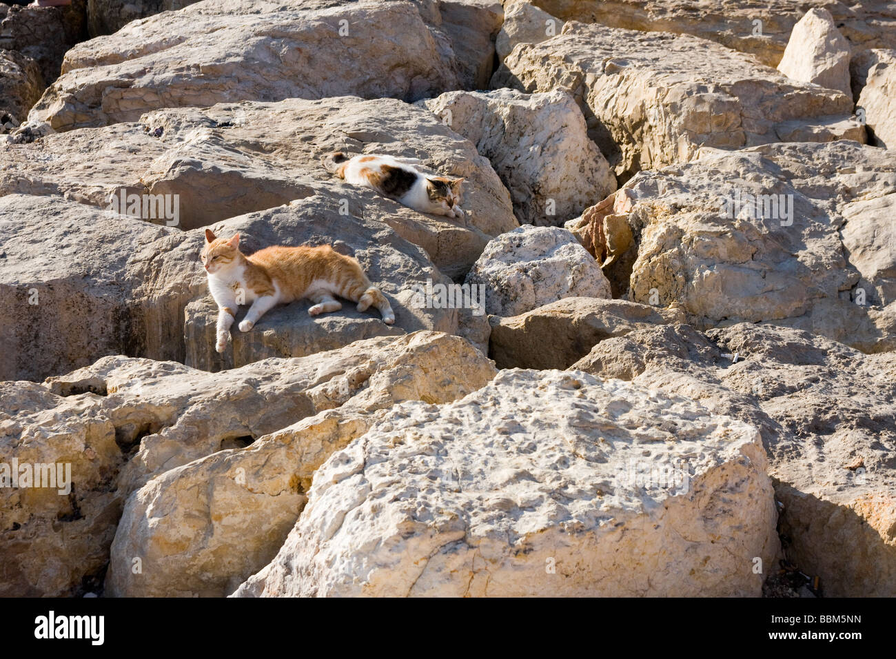 cats in rest Stock Photo - Alamy