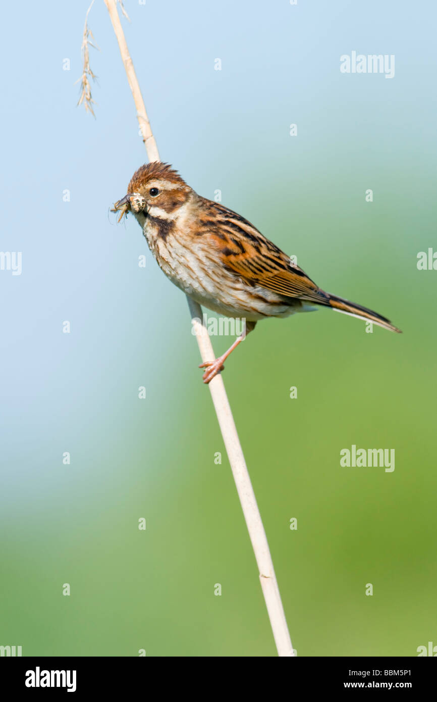 Female reed bunting hi-res stock photography and images - Alamy