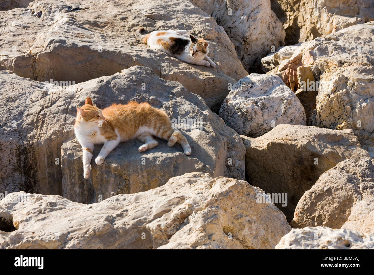 cats in rest Stock Photo - Alamy