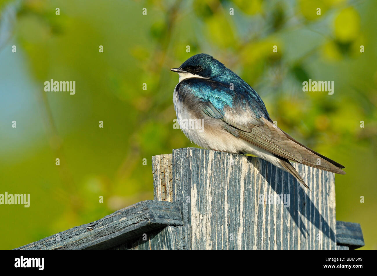 A tree swallow bird Stock Photo - Alamy