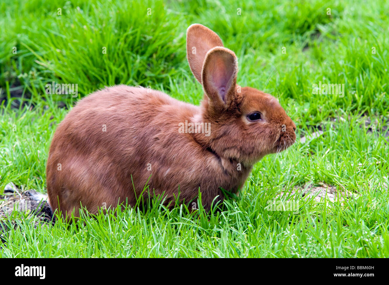 Domestic rabbits, Oberhofer-Galtalm, Oberhofen, Tyrol, Austria, Europe ...