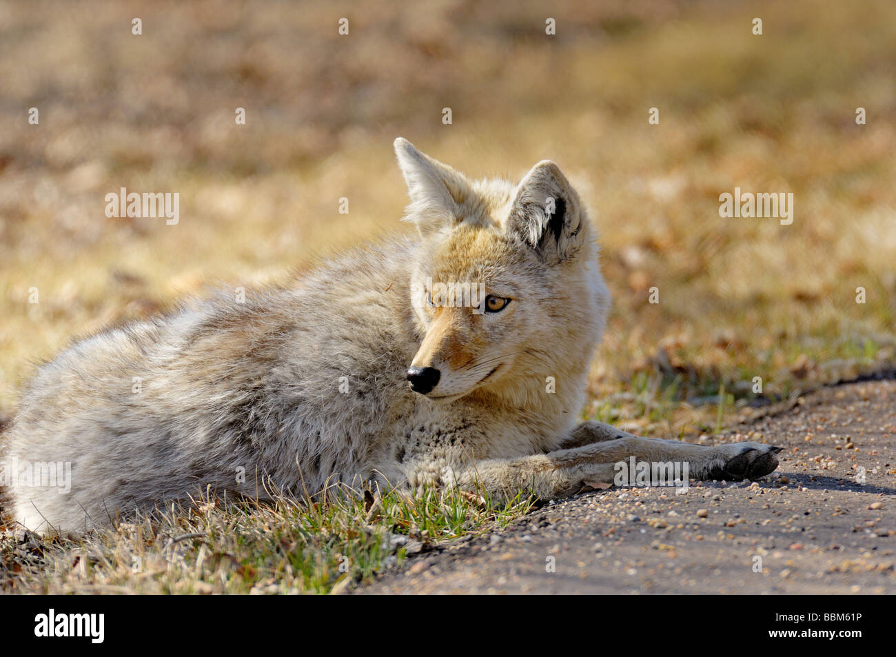 A wild western coyote laying down relaxing but keeping alert for any ...