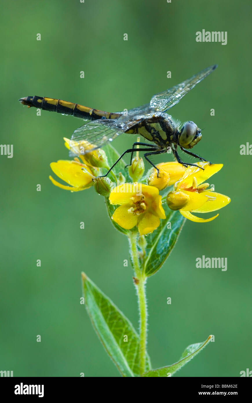 Black Darter or Black Meadowhawk (Sympetrum danae), female Stock Photo ...