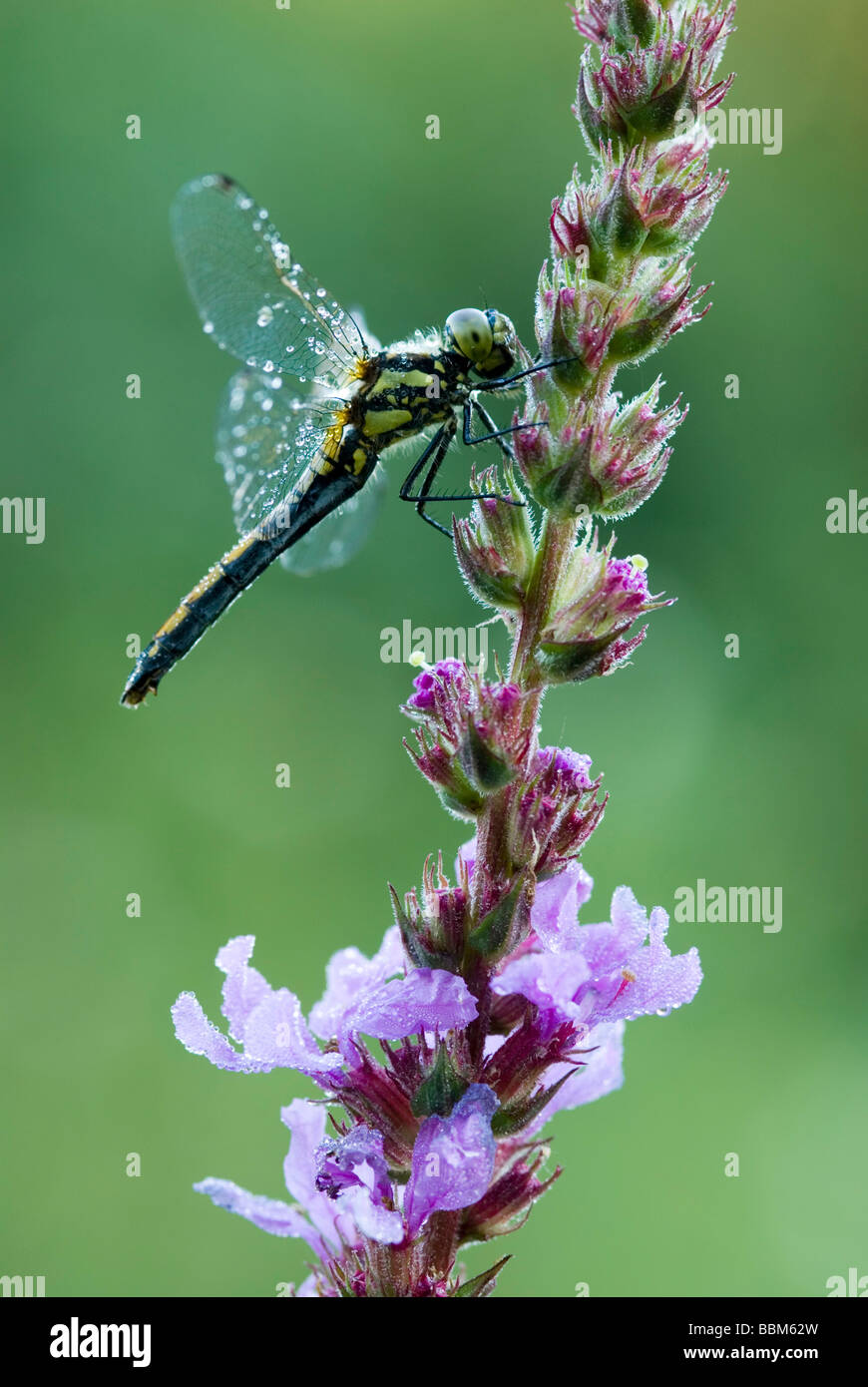 Black Darter or Black Meadowhawk (Sympetrum danae), female Stock Photo ...