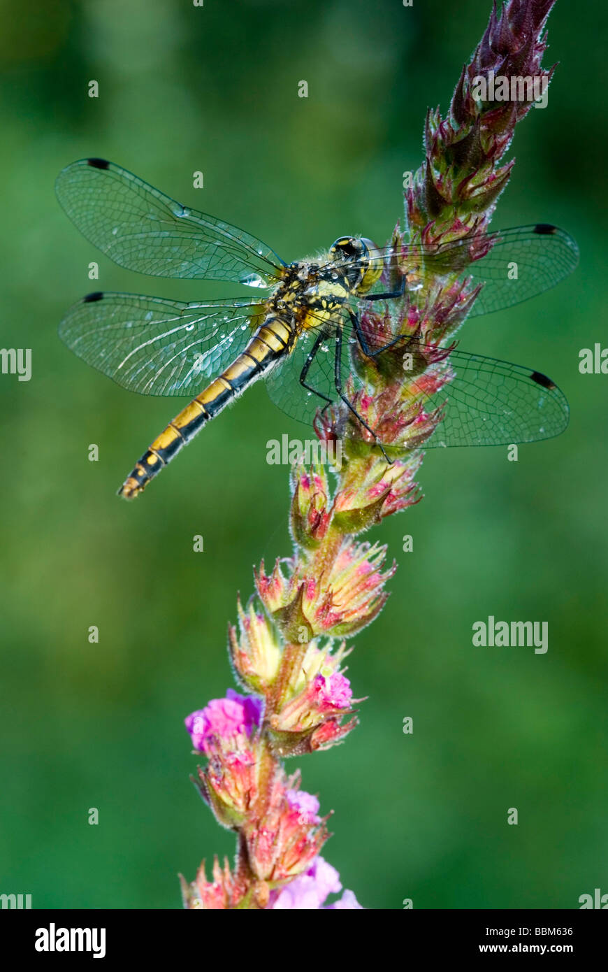 Black sympetrum sympetrum danae hi-res stock photography and images - Alamy