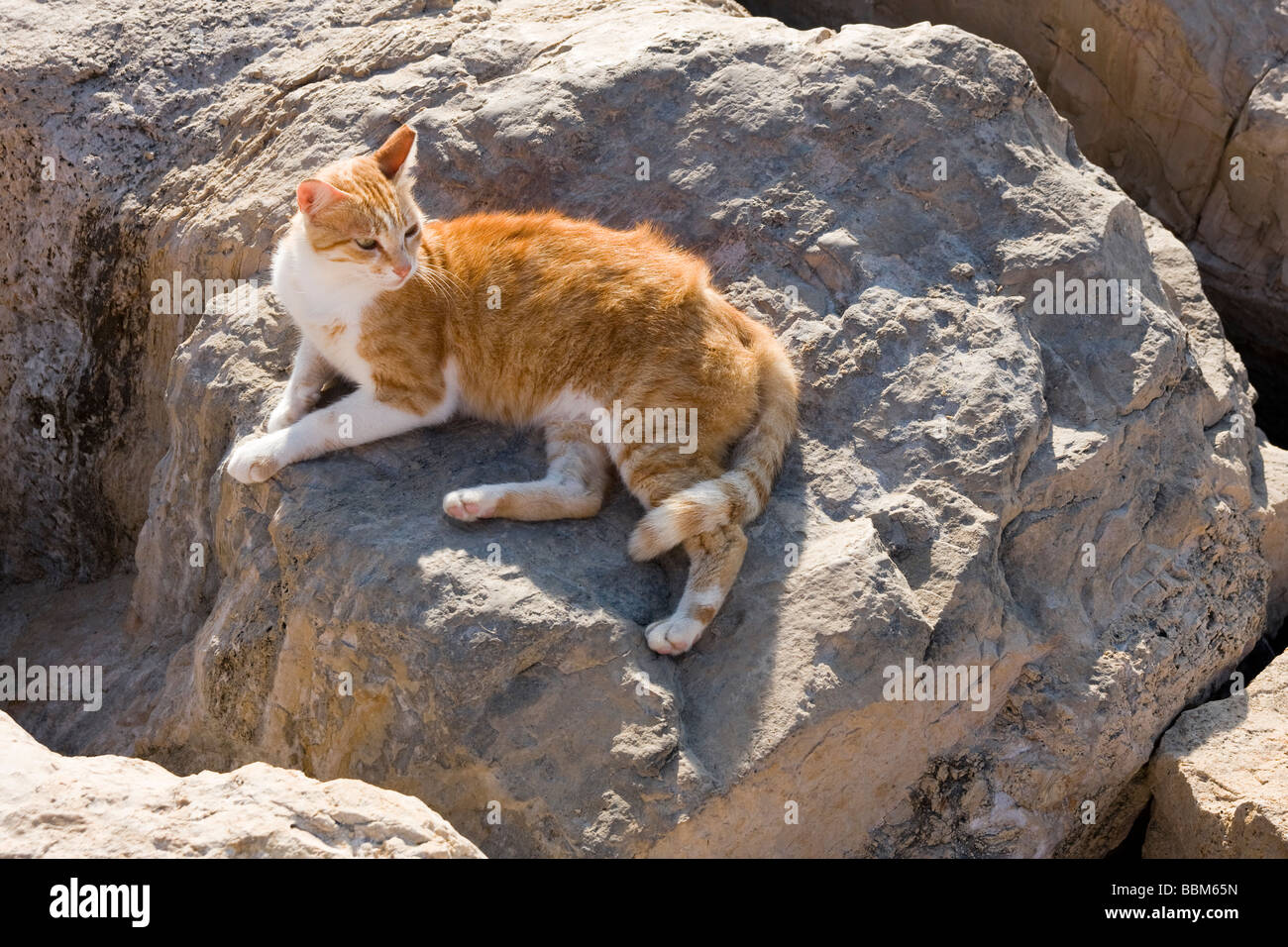 cat in rest Stock Photo - Alamy