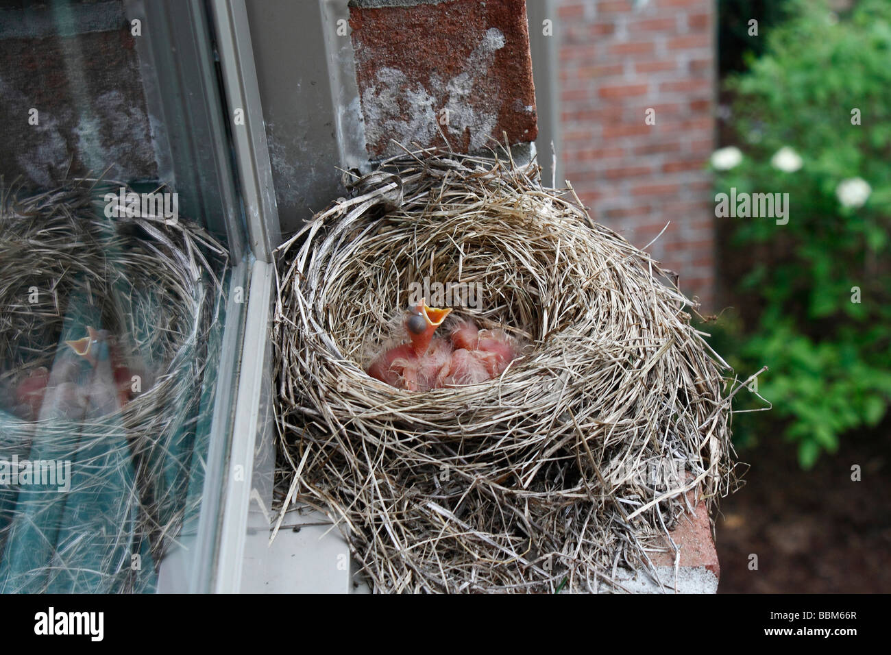 American robin photos hi-res stock photography and images - Alamy