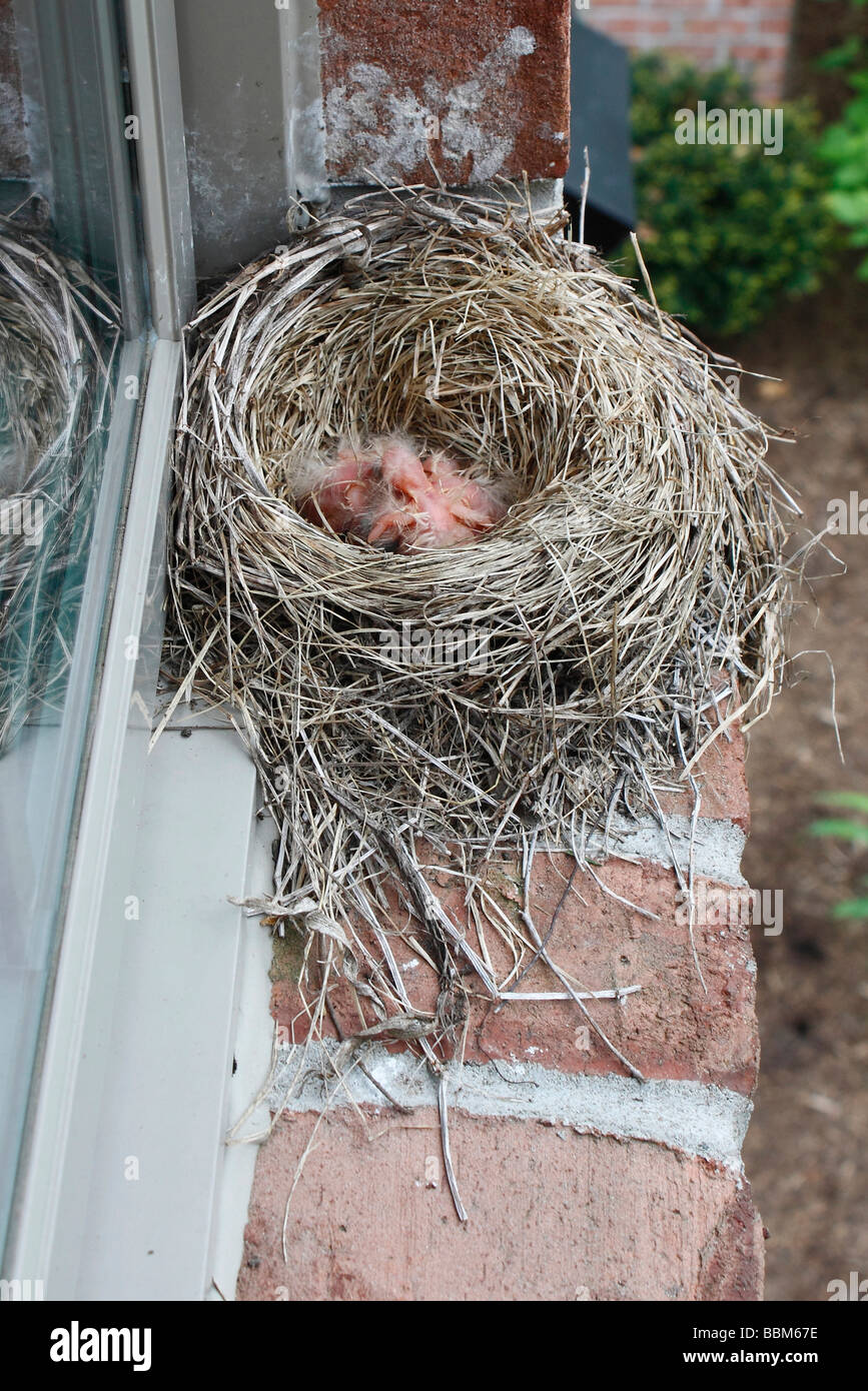 The windows nests hi-res stock photography and images - Alamy