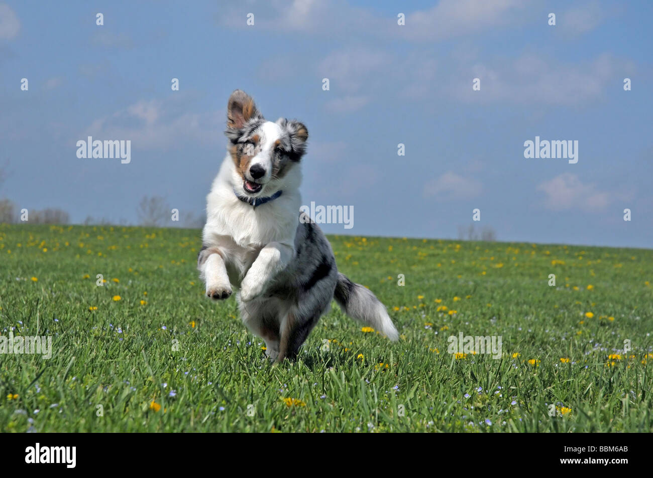 Shetland sheepdog puppy running on grassy meadow Stock Photo - Alamy