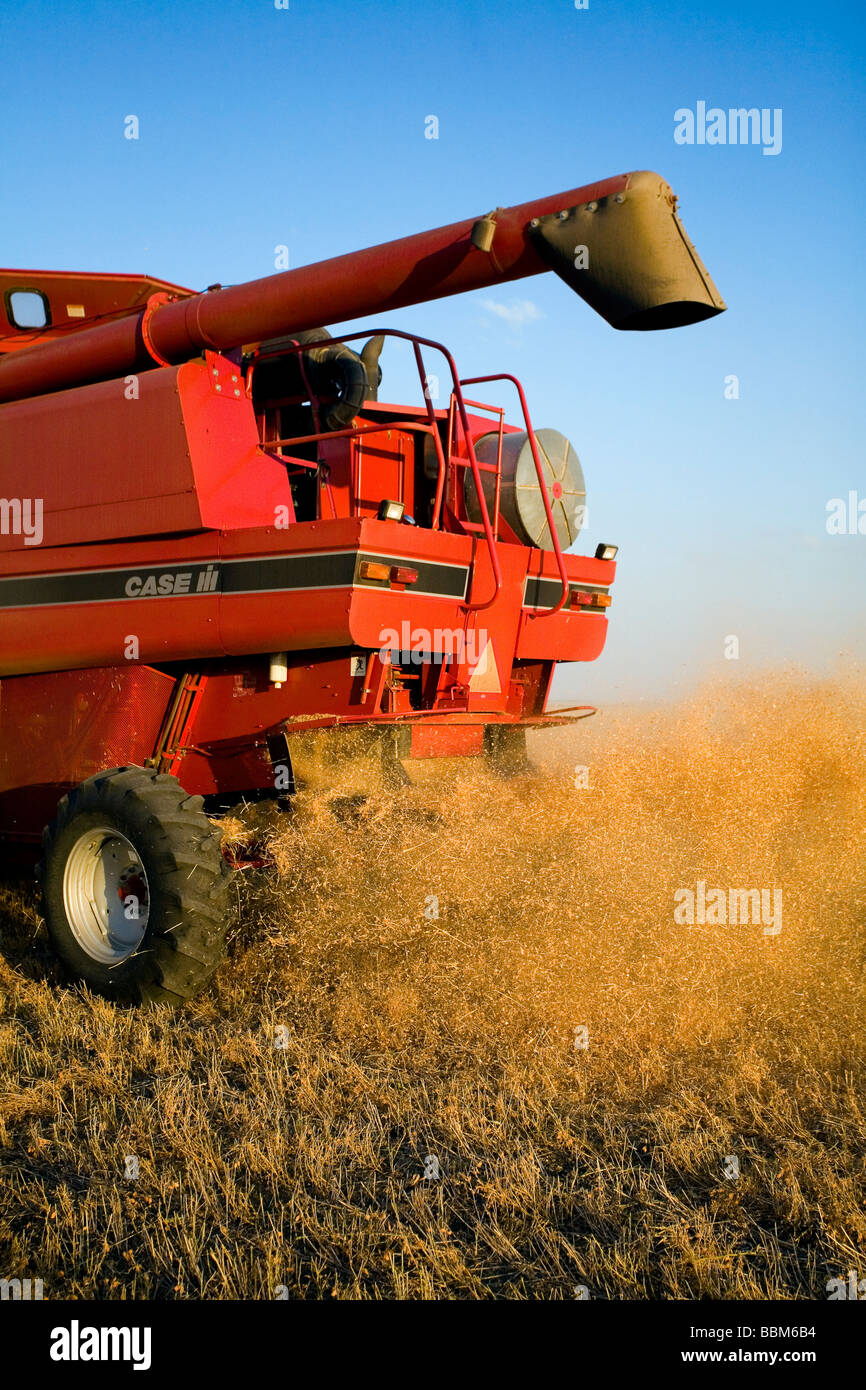 Rear end of combine with flying straw, dust, chafe, Saskatchewan Stock ...