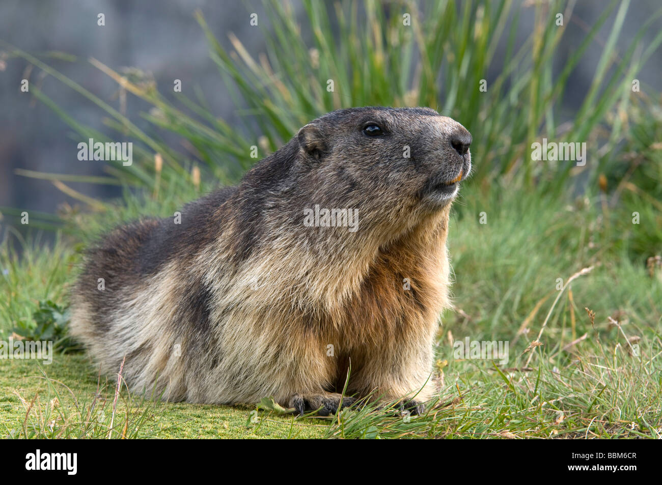 Alpine Marmot (Marmota marmota), Hohe Tauern National Park, Carinthia ...