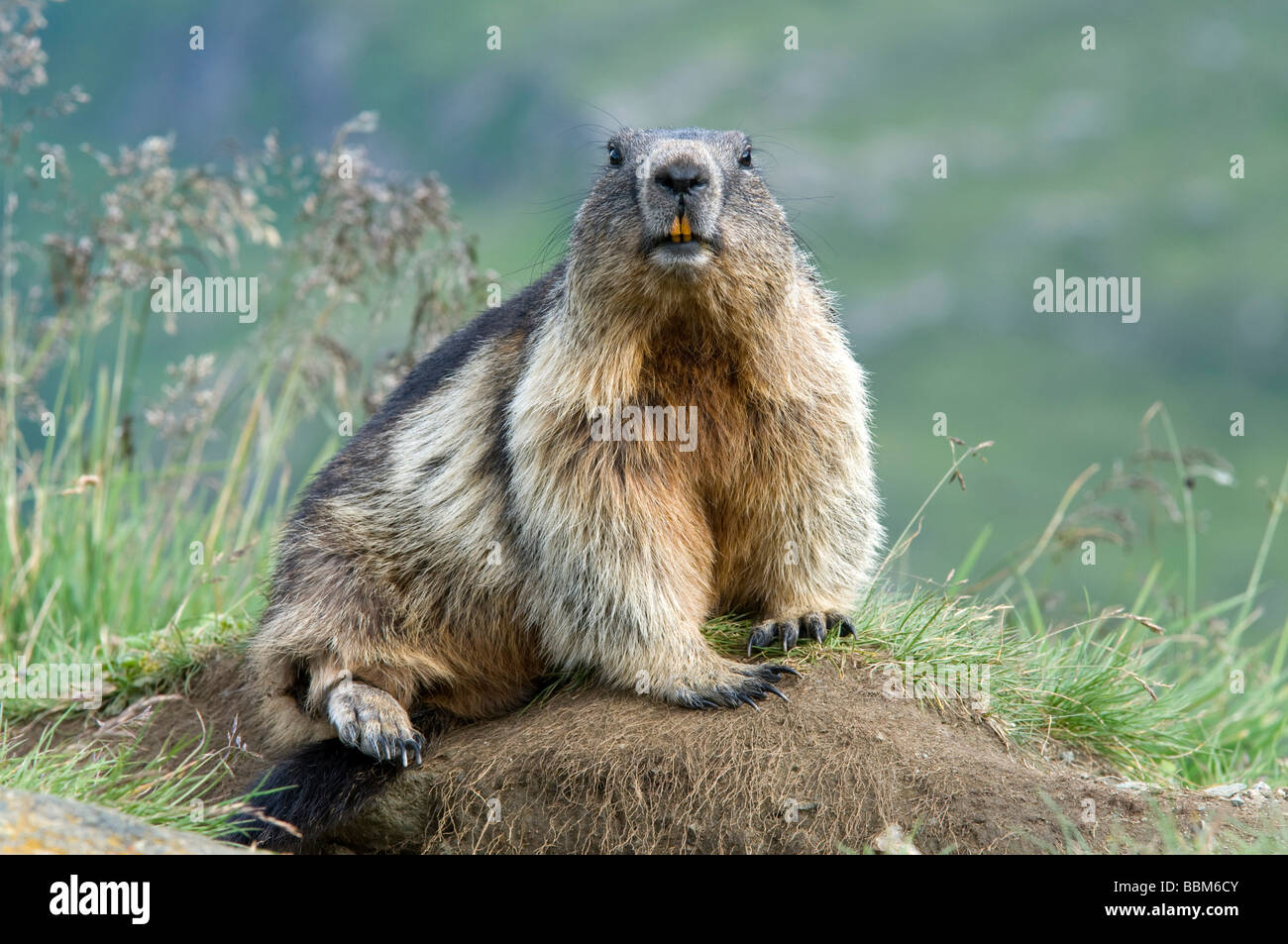 Alpine Marmot (Marmota marmota), Hohe Tauern National Park, Carinthia ...