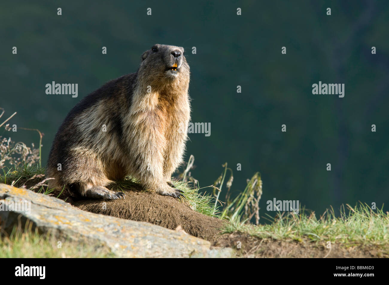 Alpine Marmot (Marmota marmota), Hohe Tauern National Park, Carinthia ...