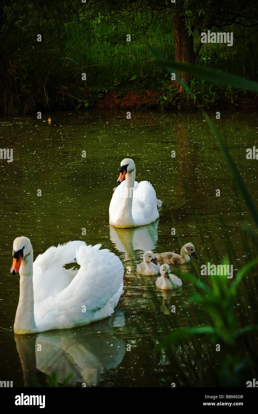 A swan family Stock Photo - Alamy