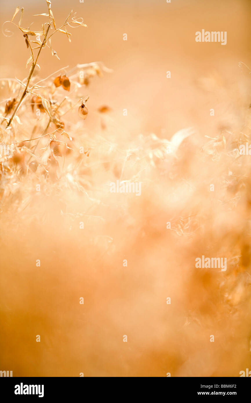 Lentils field hi-res stock photography and images - Alamy