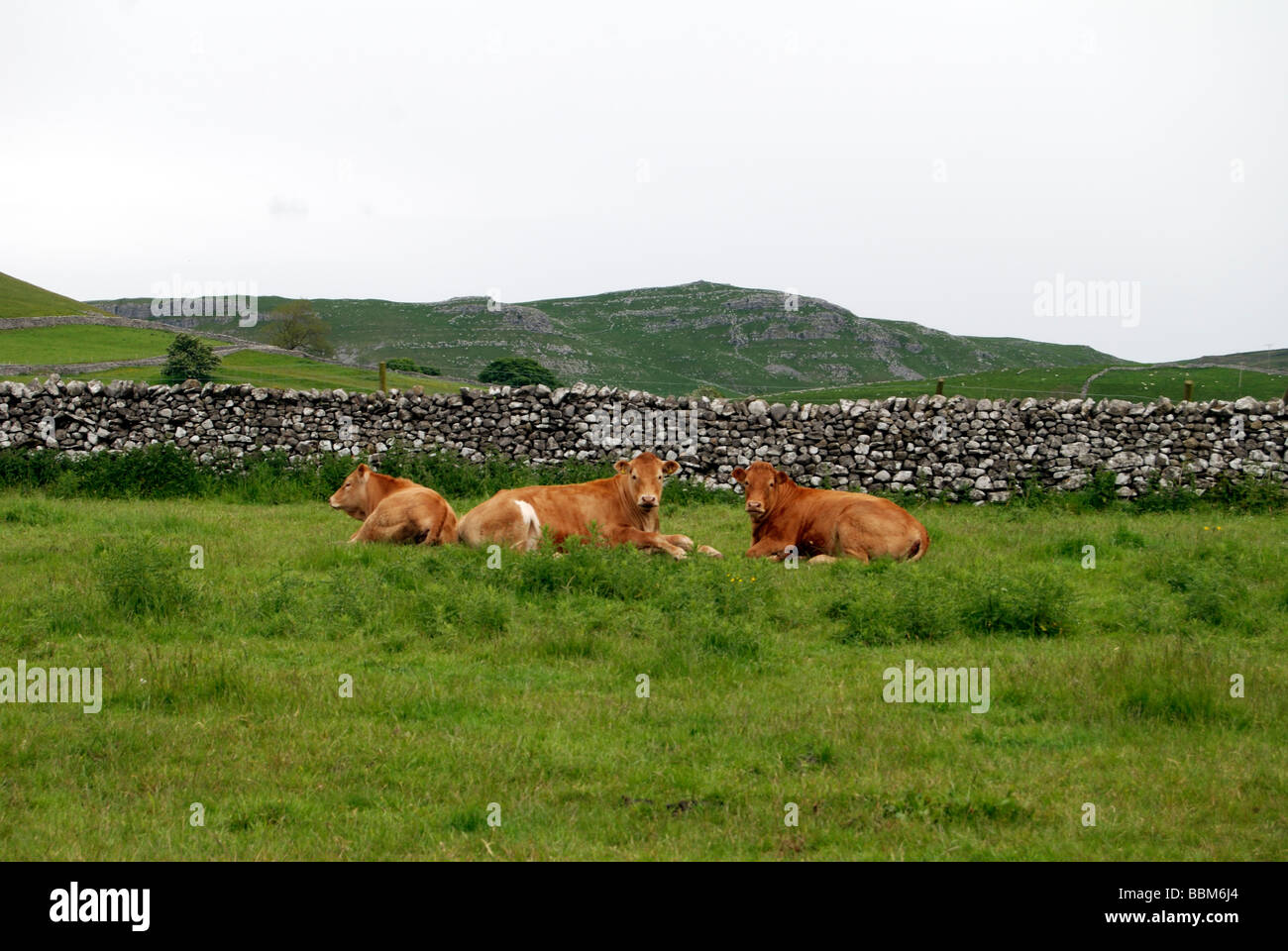 Sitting cows hi-res stock photography and images - Alamy