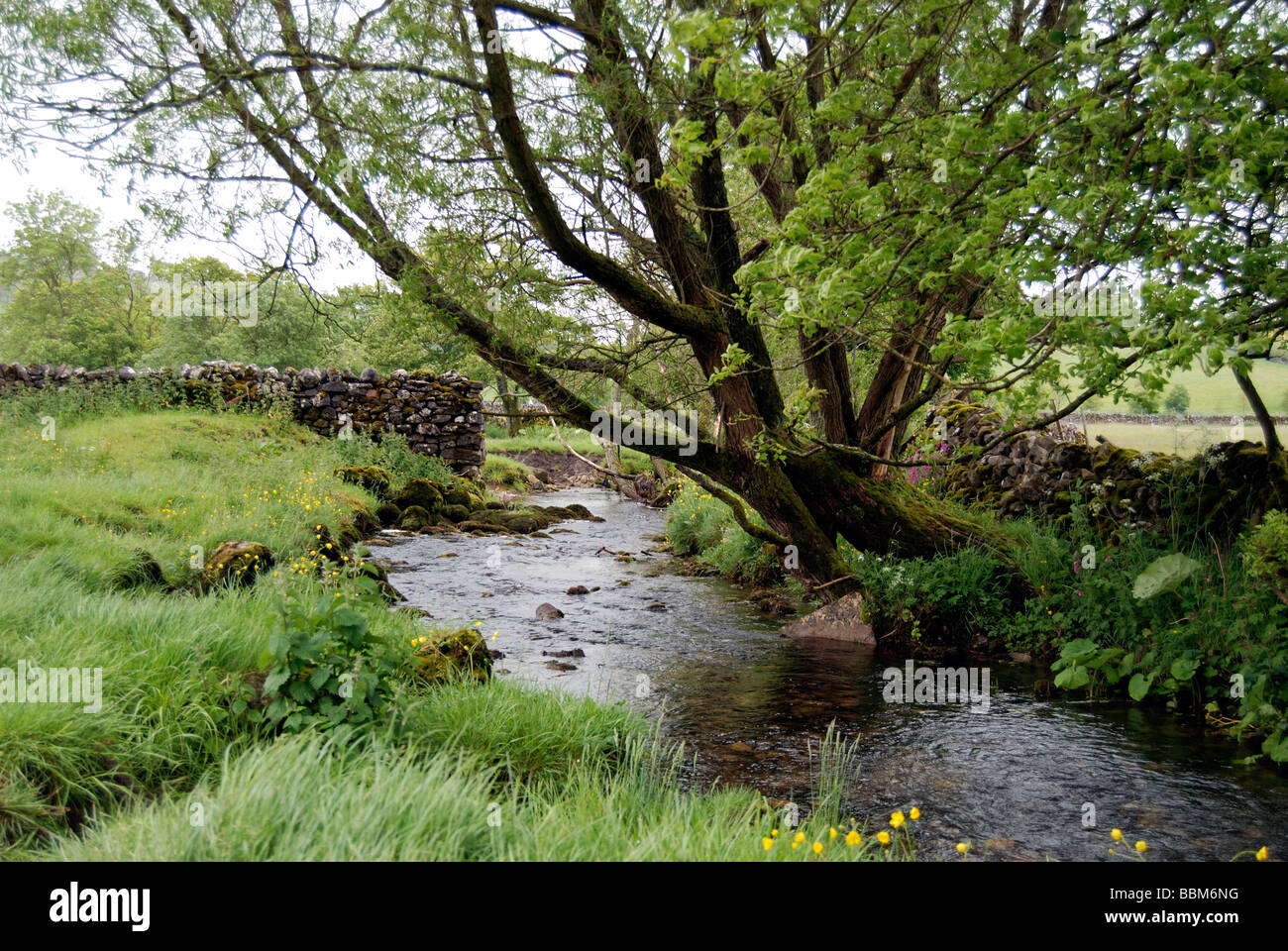 Tree overhanging path hi-res stock photography and images - Alamy