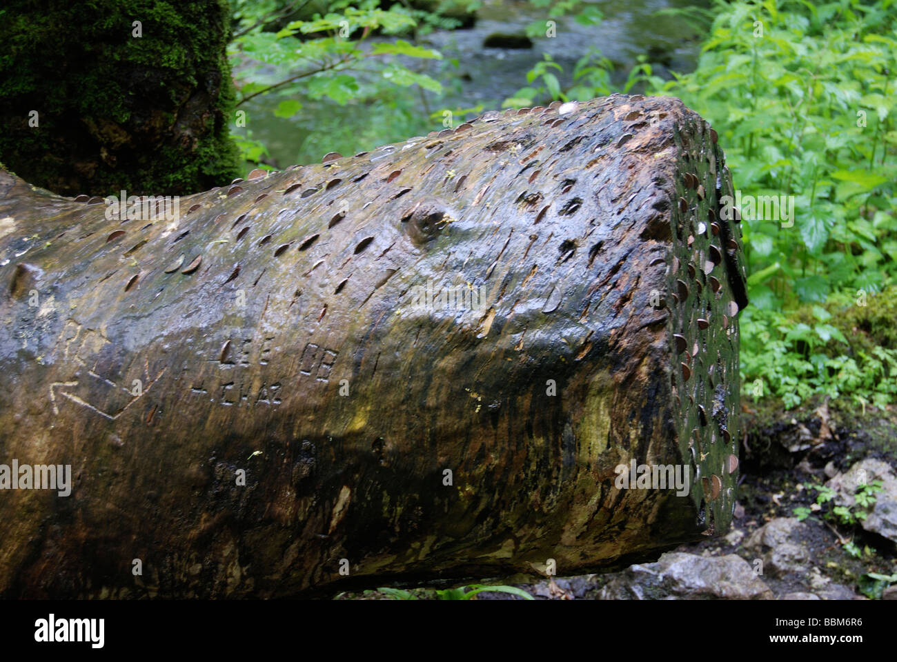 Coins embedded in a Money tree or wish tree at Janets Foss Stock Photo ...