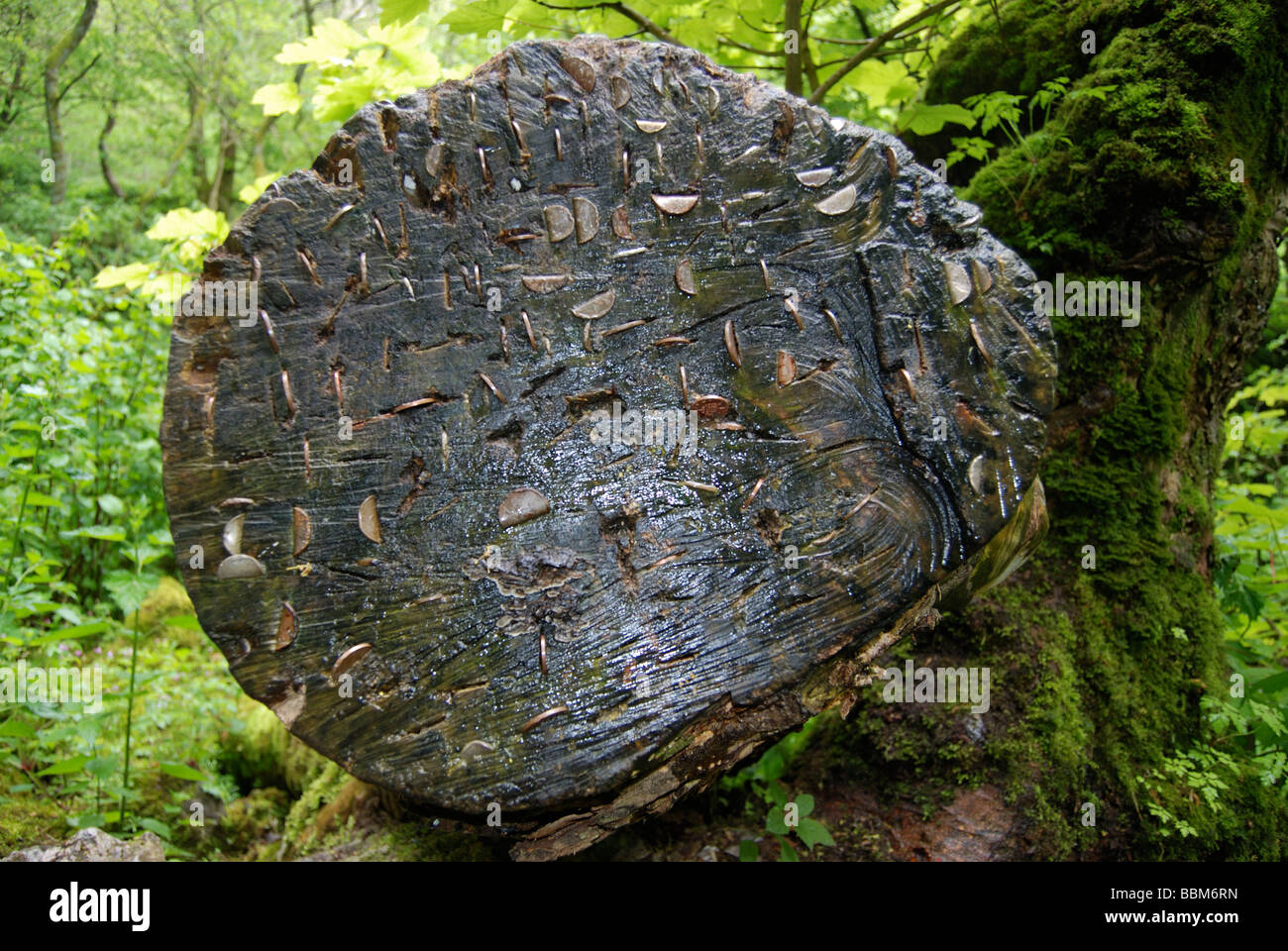 Coins embedded in a Money tree or wish tree at Janet s Foss Stock Photo ...