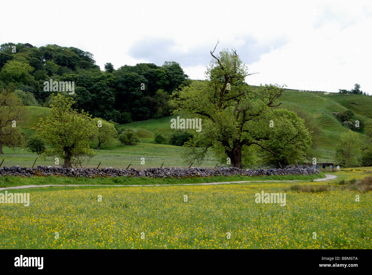 rolling countryside trees and dry stone walls near Malham Village in ...