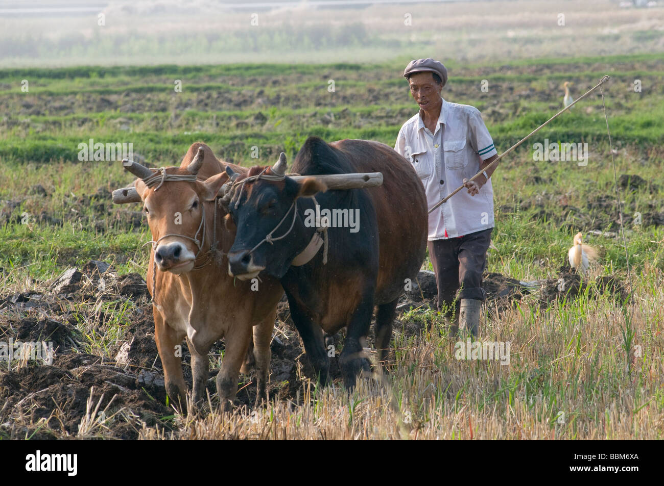 CHINA Farmer ploughing land with oxen in Yunnan province,China Stock ...
