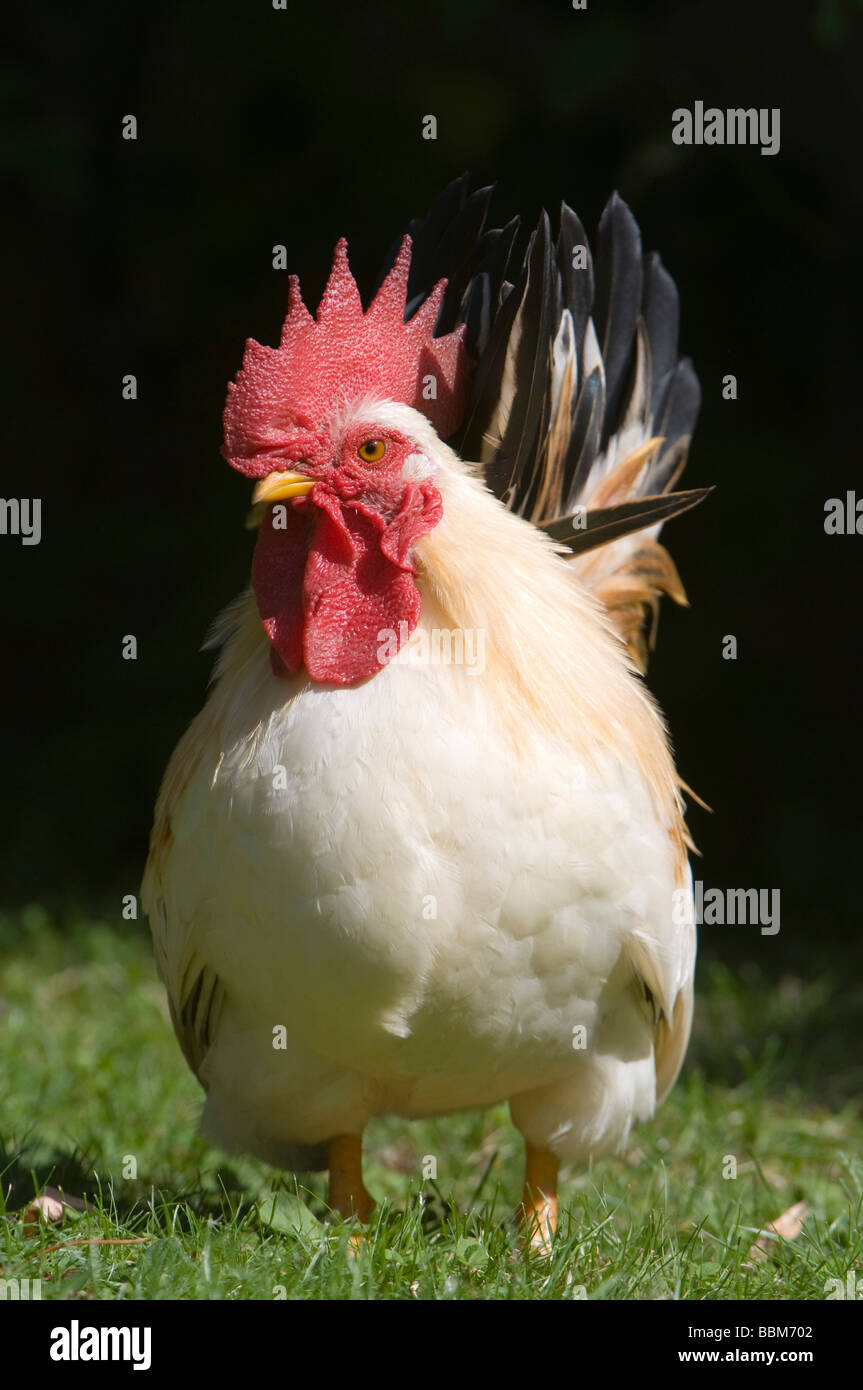 Chabo bantam, cock Stock Photo - Alamy