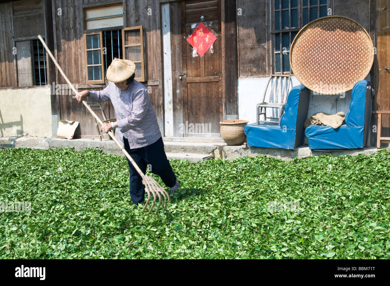 CHINA Drying tea leaves after harvest in Fujian province Photo by Julio ...