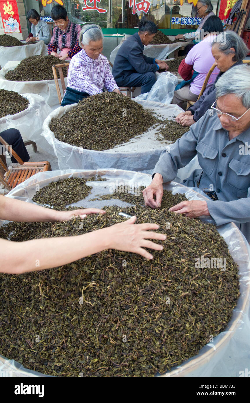 CHINA Sorting tea leaves and preparing them for packing after harvest ...