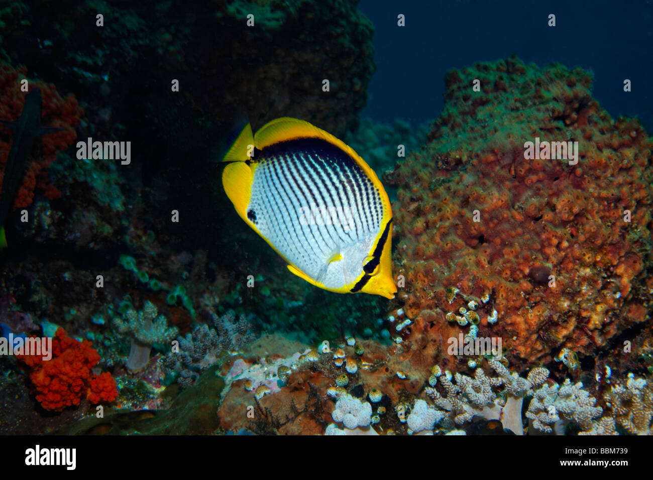 Butterfish High Resolution Stock Photography and Images - Alamy Butterfish High Resolution Stock Photography and Images - Alamy