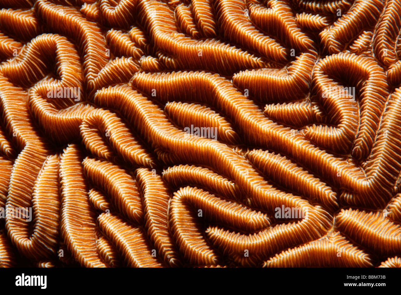 Pachyseris hi-res stock photography and images - Alamy