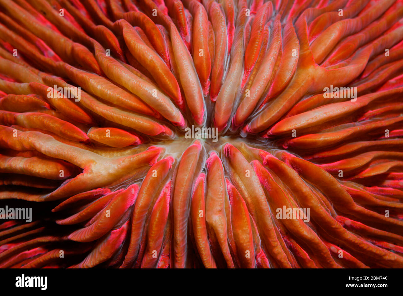 Fungia Coral (Fungia sp.), detail, Gangga Island, Bangka Islands, North ...