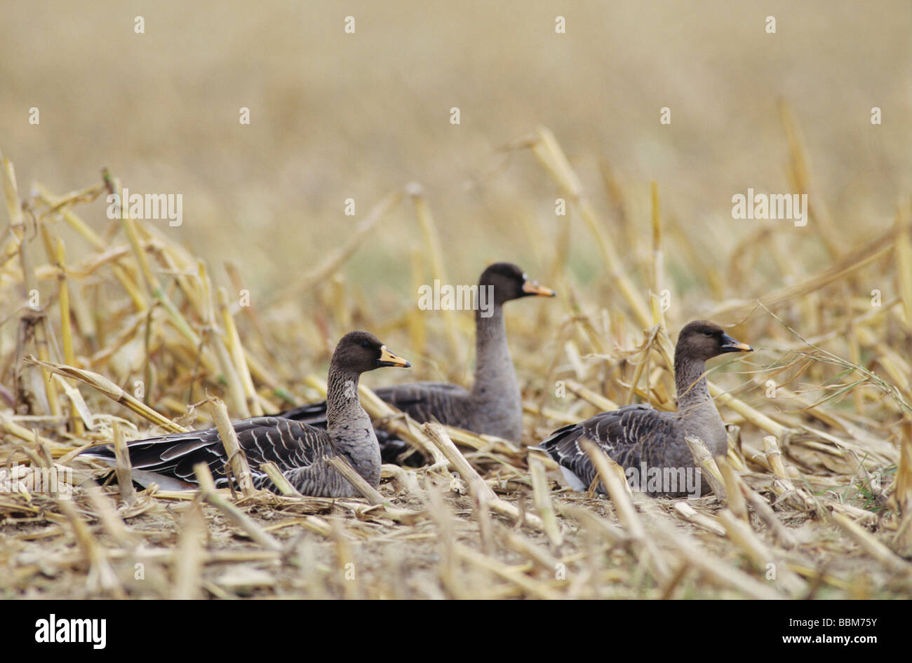 Bean Goose Anser fabilis group in corn field Ruegen Germany Oktober ...