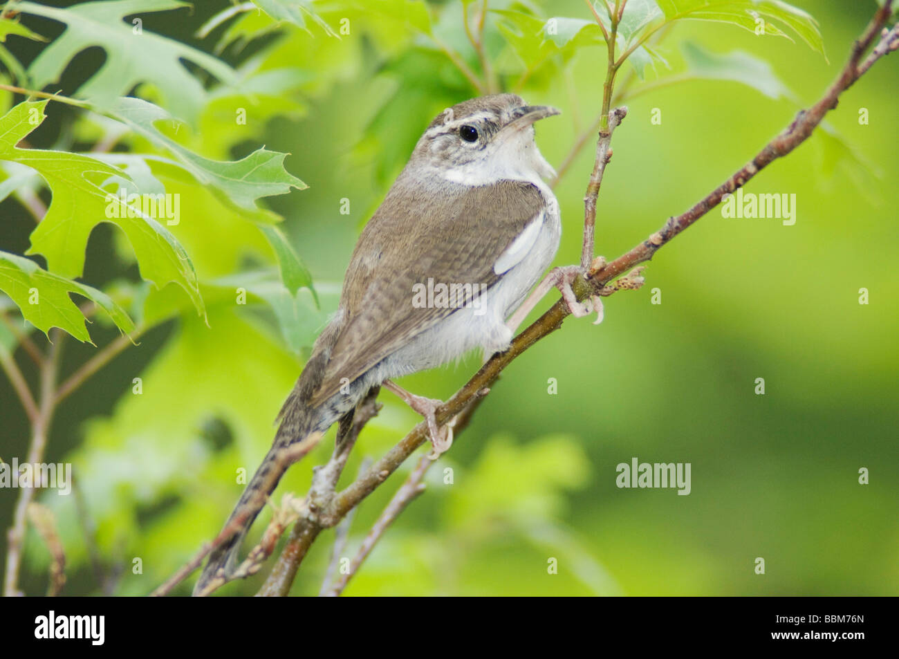 Bewick s wren hi-res stock photography and images - Alamy