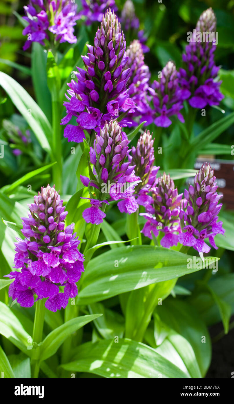 The Madeiran orchid, Dactylorhiza foliosa is an easy-to-grow, rarely ...
