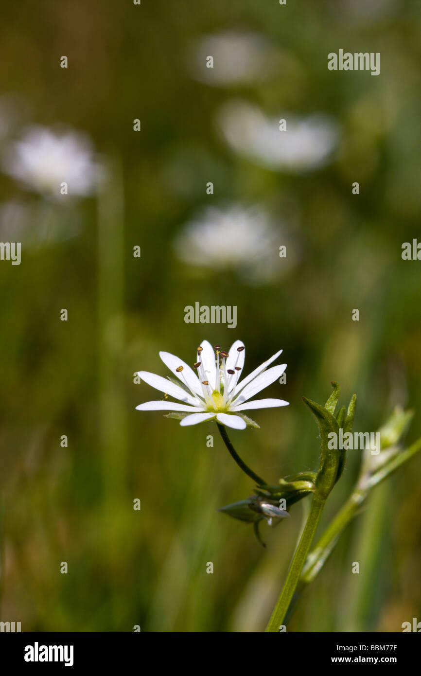 Lesser stitchwort hi-res stock photography and images - Alamy