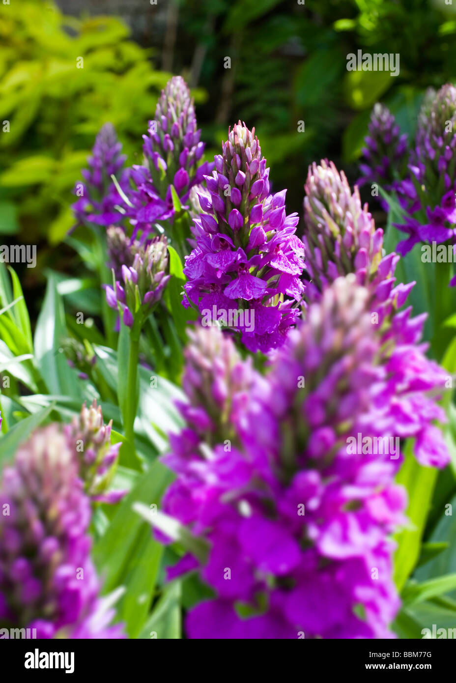 The Madeiran orchid, Dactylorhiza foliosa is an easy-to-grow, rarely ...