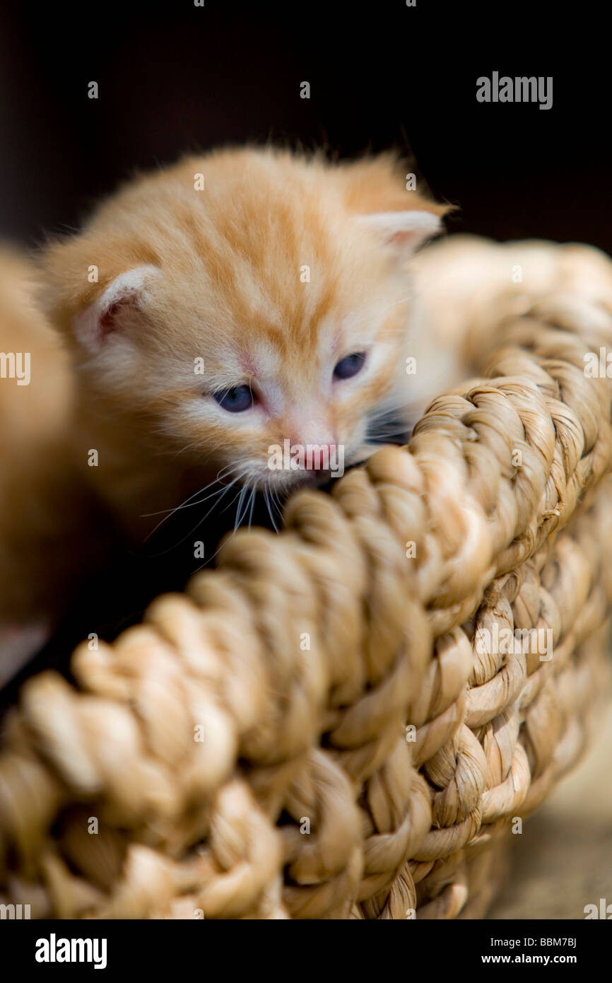 Domestic Cat (Felis catus), kittens Stock Photo - Alamy