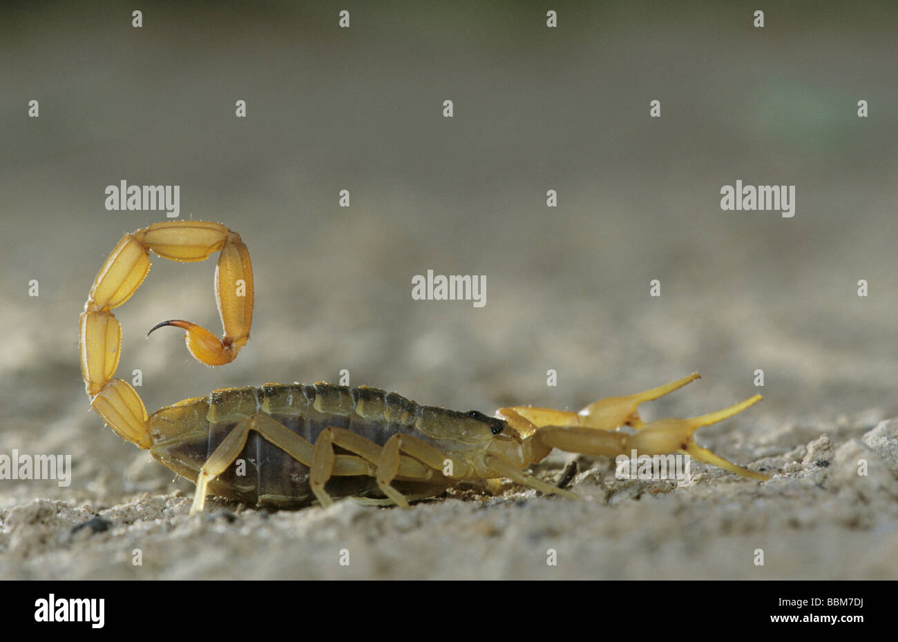 Striped Bark Scorpion Centruroides vittatus adult Starr County Rio ...