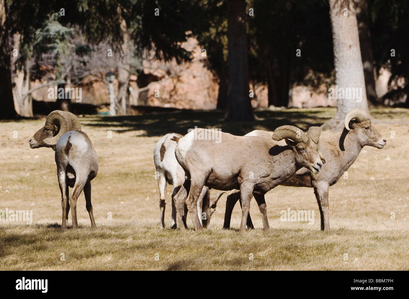 Small mammals of colorado hi-res stock photography and images - Alamy