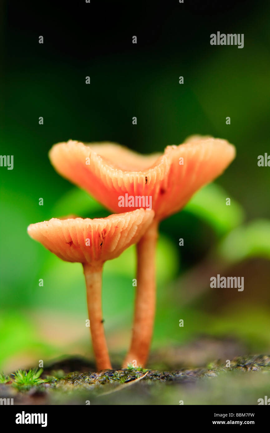 Small colourful fungi growing in the heart of the tropical rainforest ...