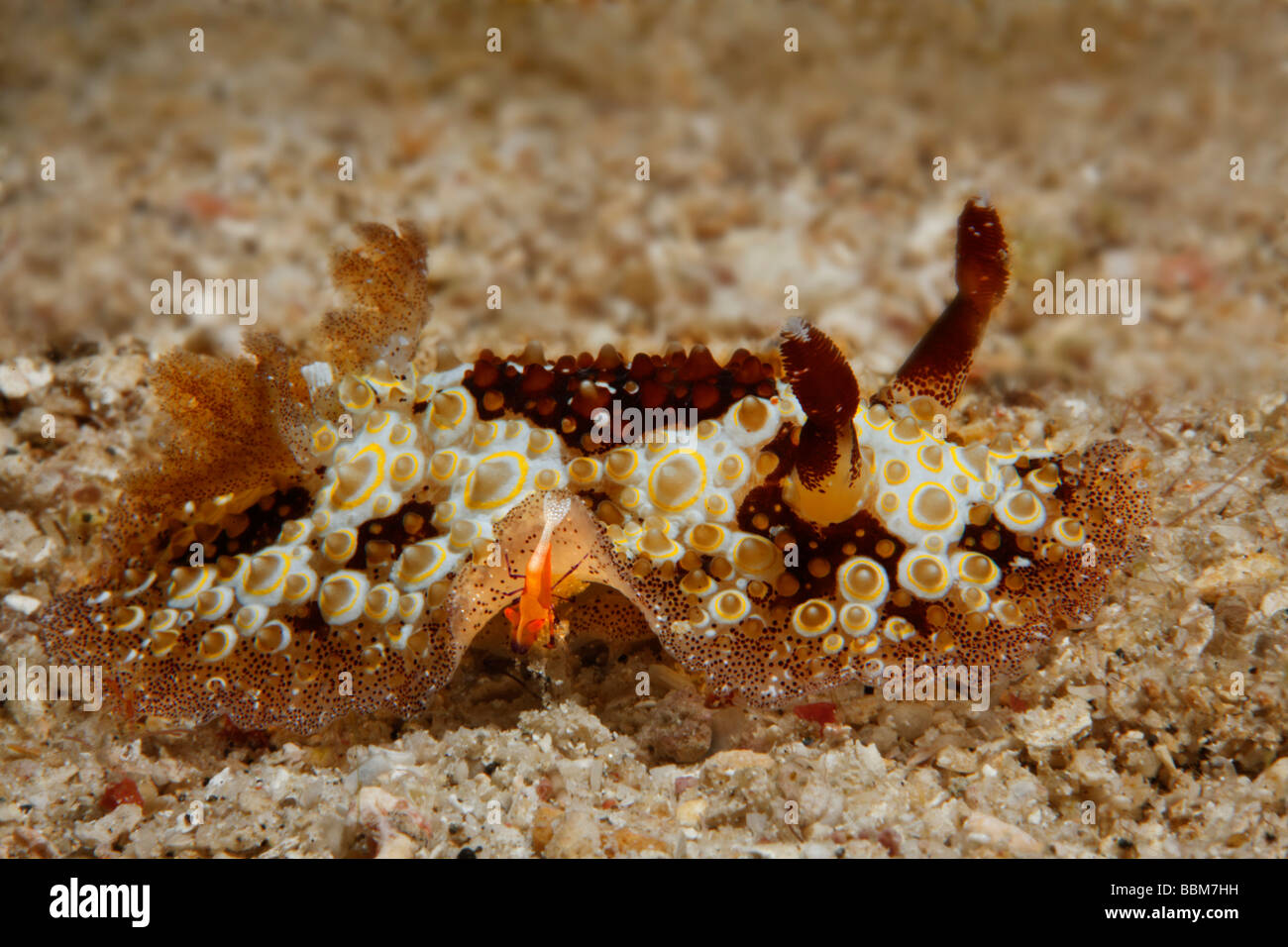 Hoplodoris hi-res stock photography and images - Alamy