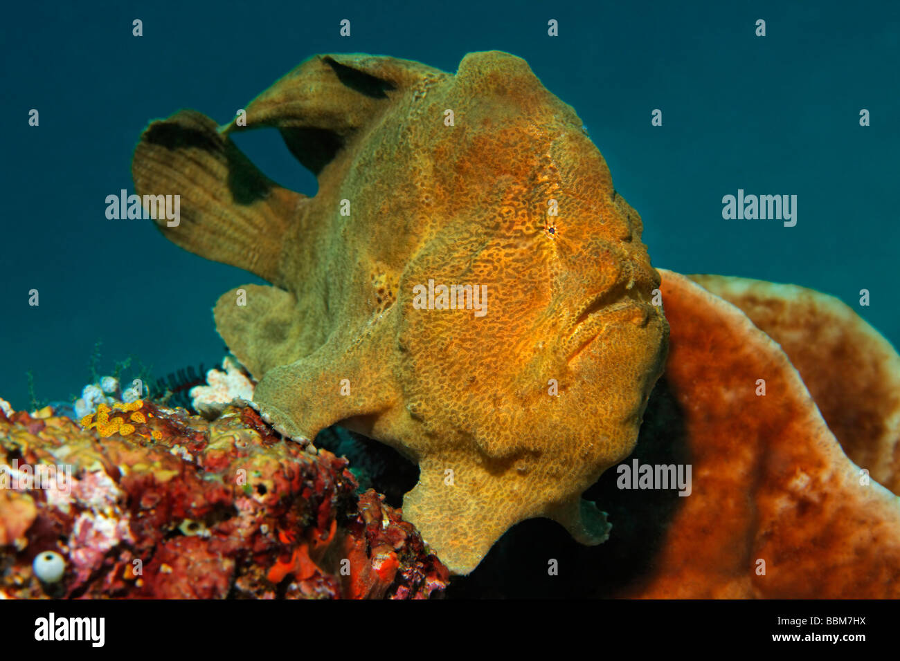 Giant Frogfish (Antennarius commersonii) sitting on sponge, Gangga ...