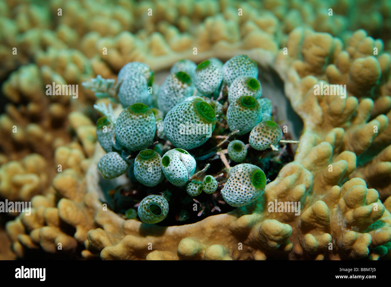 Didemnum molle hi-res stock photography and images - Alamy