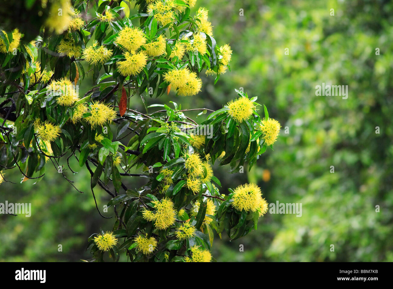 Bright yellow wattle flowers in the tropical rainforest of Babinda, far ...