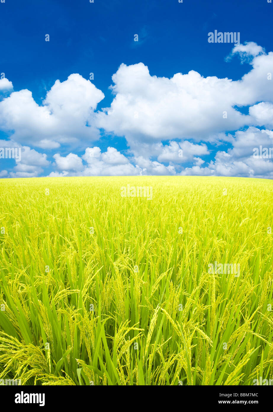 Paddy rice field Stock Photo - Alamy