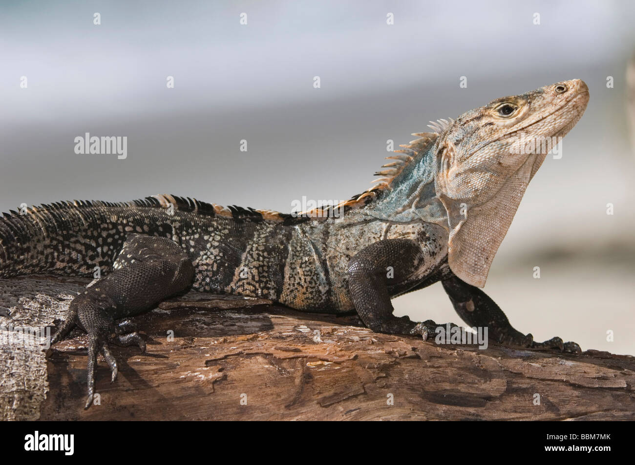Black Iguana Ctenosaur Ctenosaura similis adult Manuel Antonio National ...