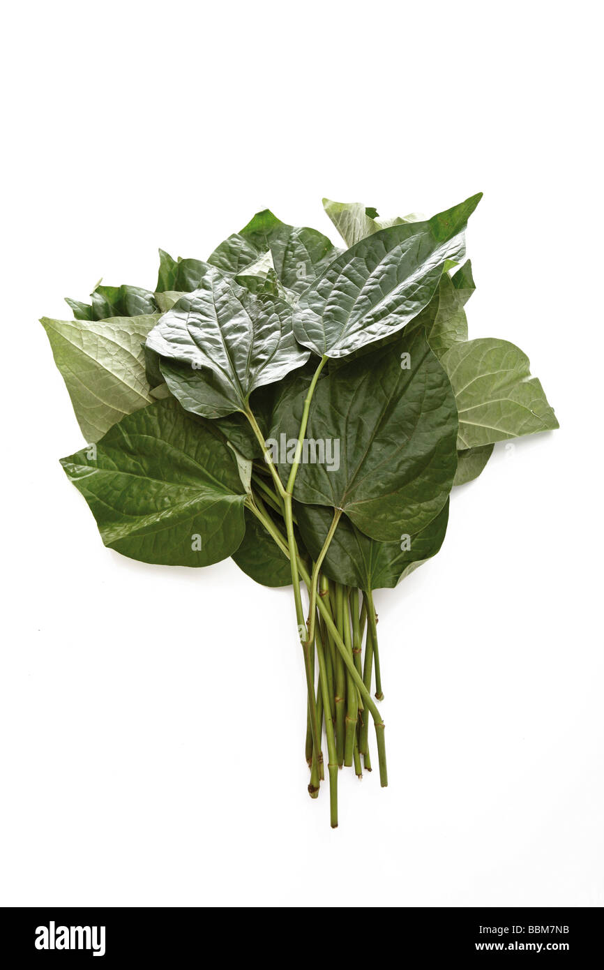 Piper sarmentosum sometimes called Wild Betel (Piper sarmentosum Stock ...