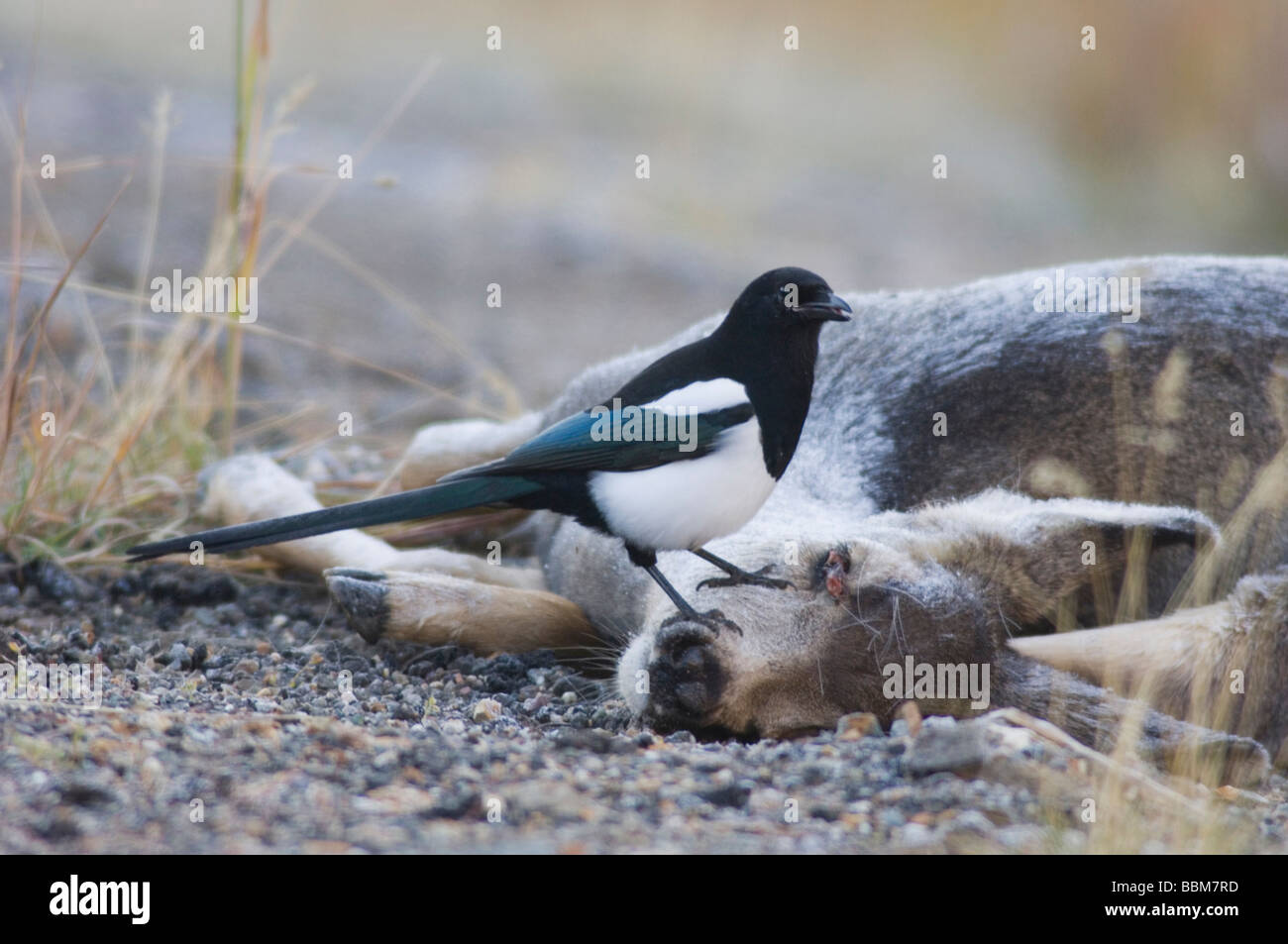 North american magpies hi-res stock photography and images - Alamy