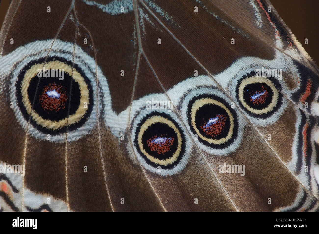 Blue morpho butterfly chrysalis hi-res stock photography and images - Alamy