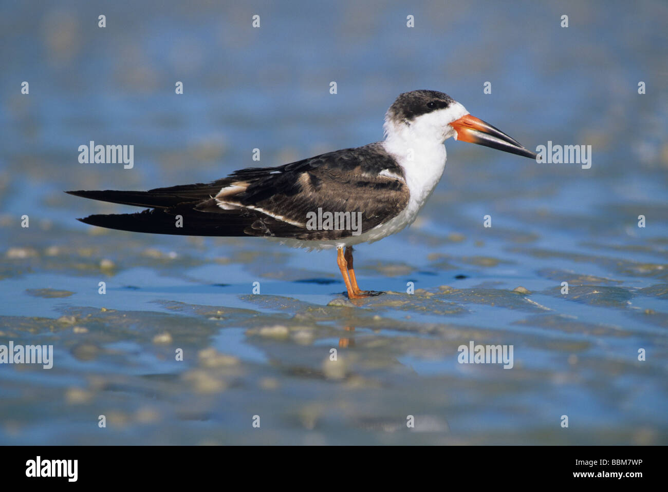 Black Skimmer Rynchops niger adults at beach Fort Meyers Florida USA ...